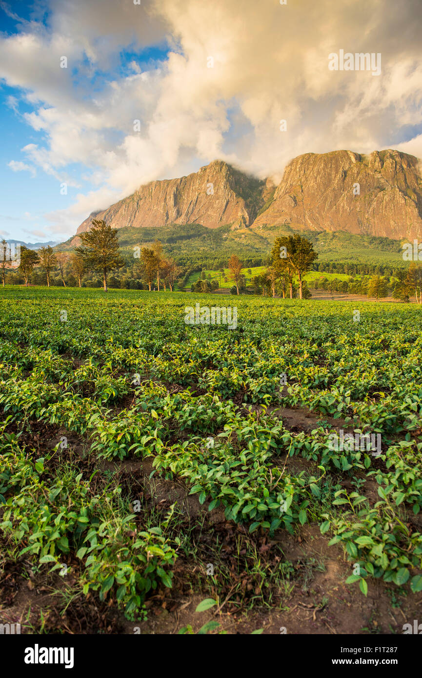 Montagne mulanje Banque de photographies et d’images à haute résolution ...