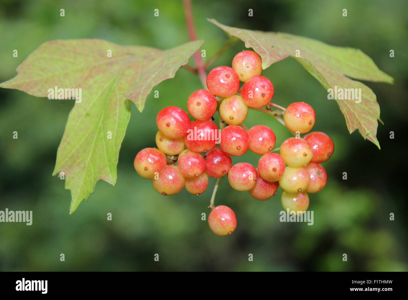 Viburnum opulus fruits Banque de photographies et d’images à haute ...