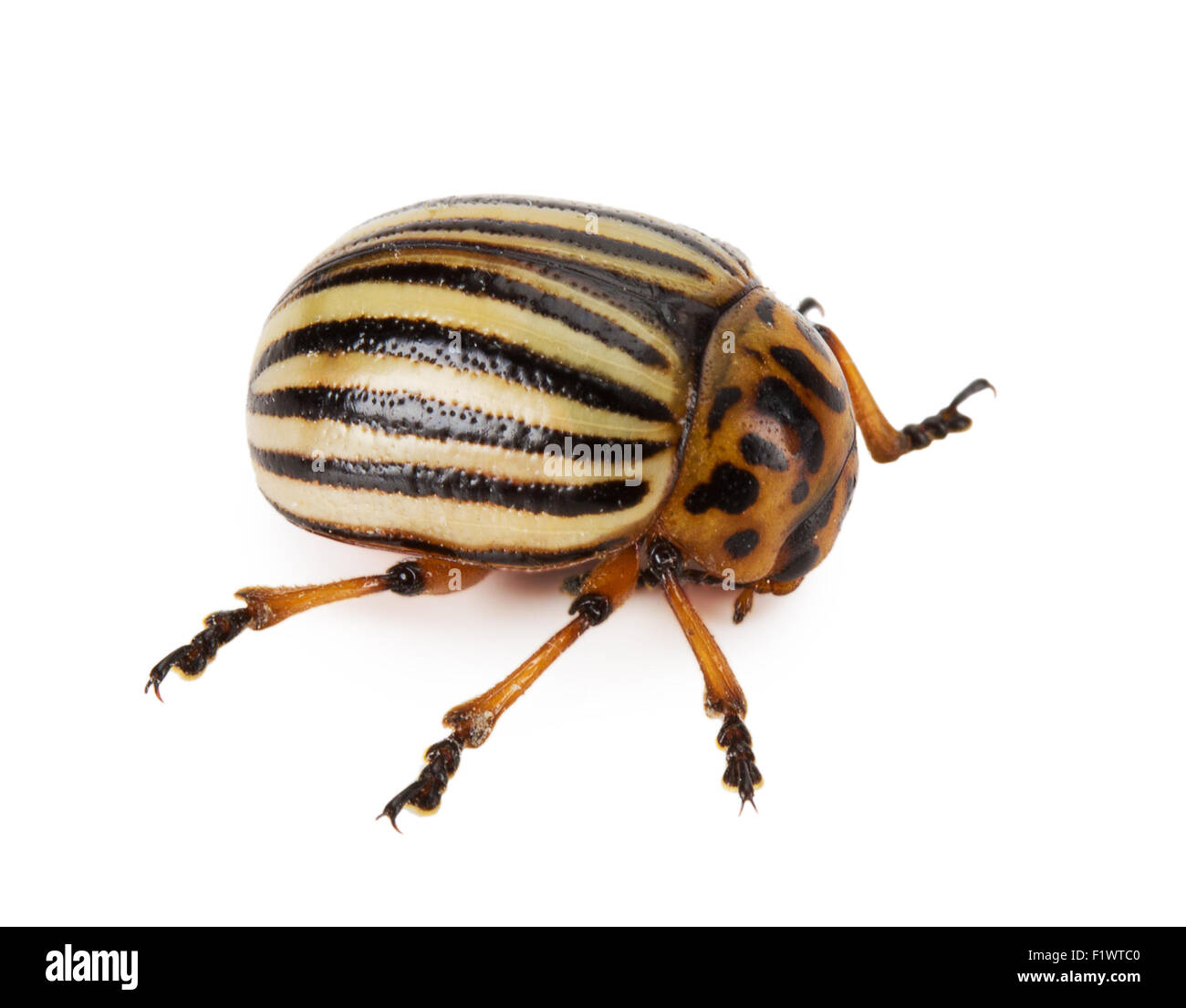 Le doryphore Banque de photographies et d’images à haute résolution - Alamy