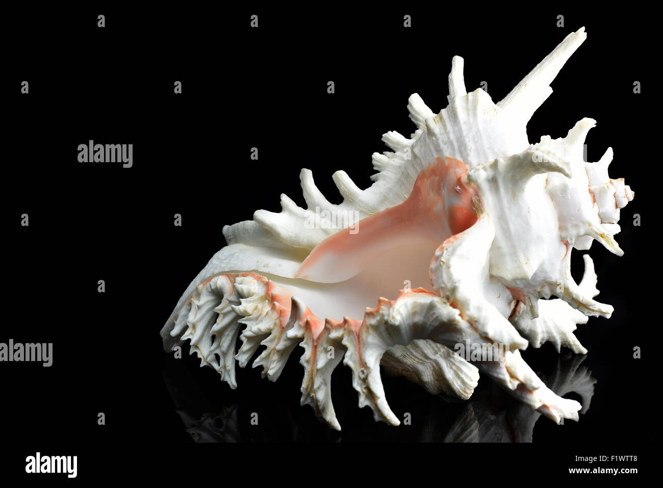 Murex chicoreus ramosus Banque de photographies et d’images à haute ...
