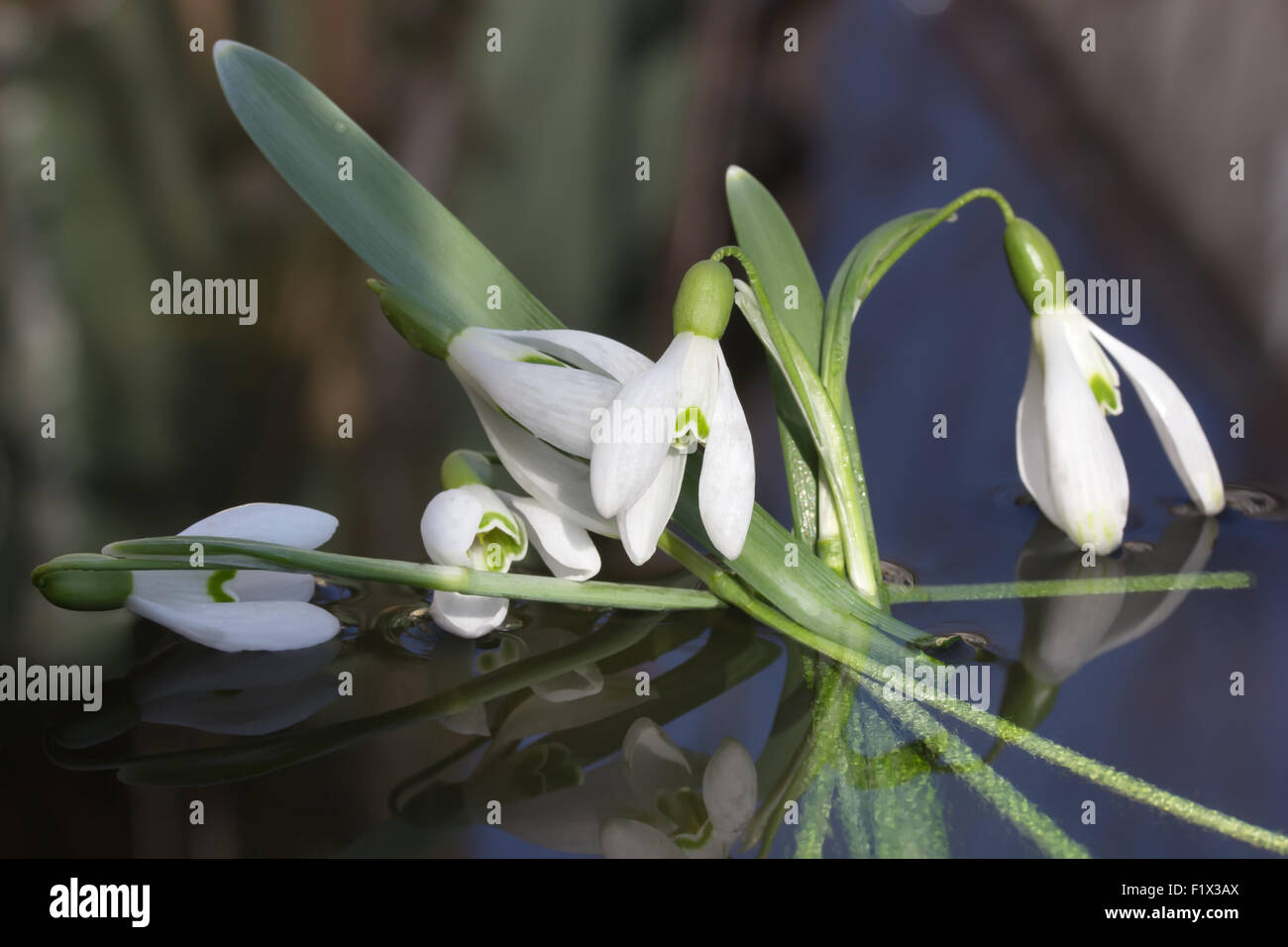 Beau bois Banque de photographies et d’images à haute résolution - Alamy