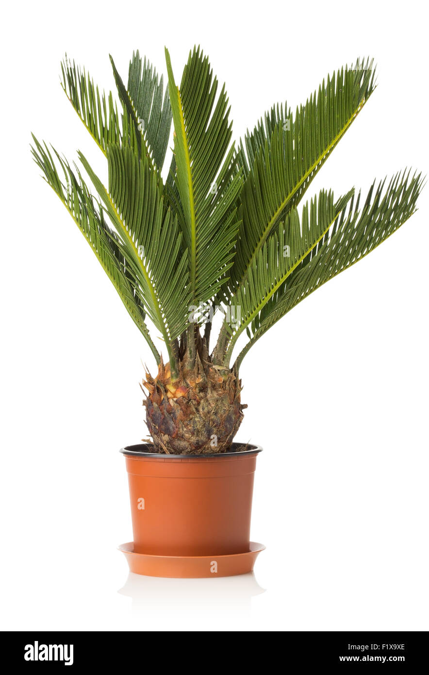 Palmier Cycas revoluta isolé sur fond blanc Photo Stock - Alamy