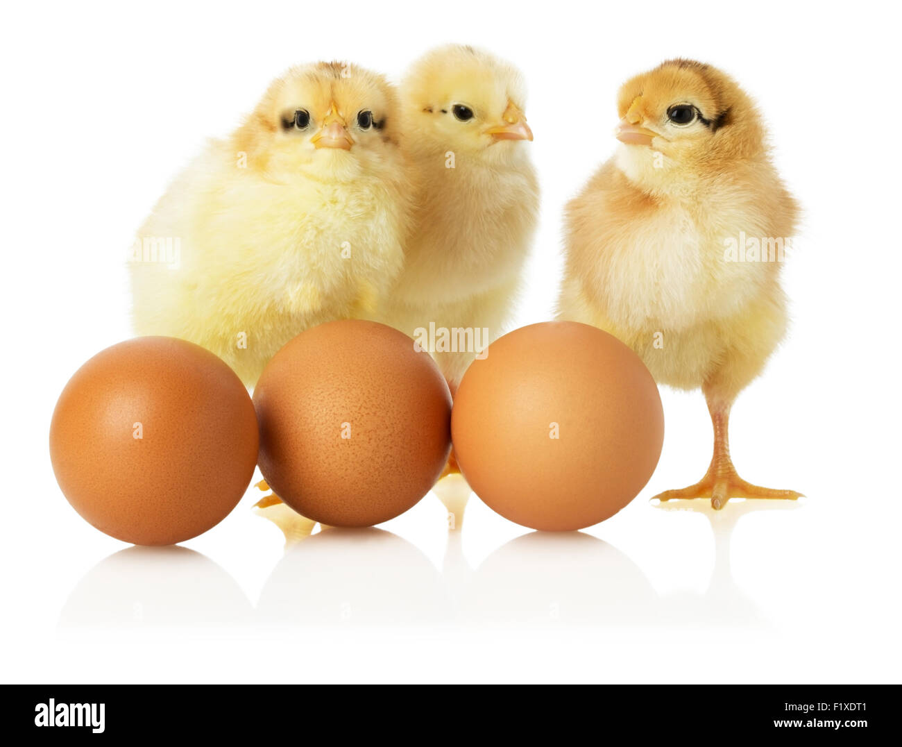 Poule aux oeufs Banque de photographies et d’images à haute résolution ...