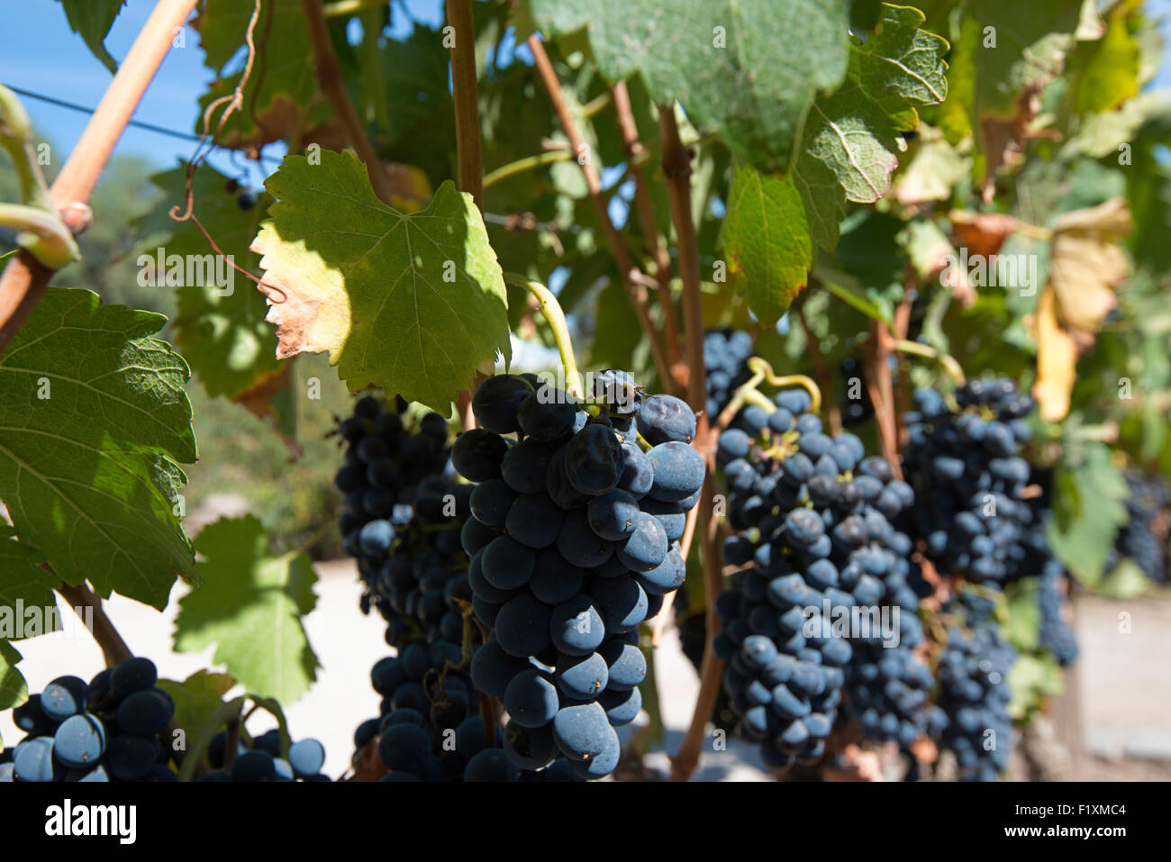 Vineyard chile Banque de photographies et d’images à haute résolution ...