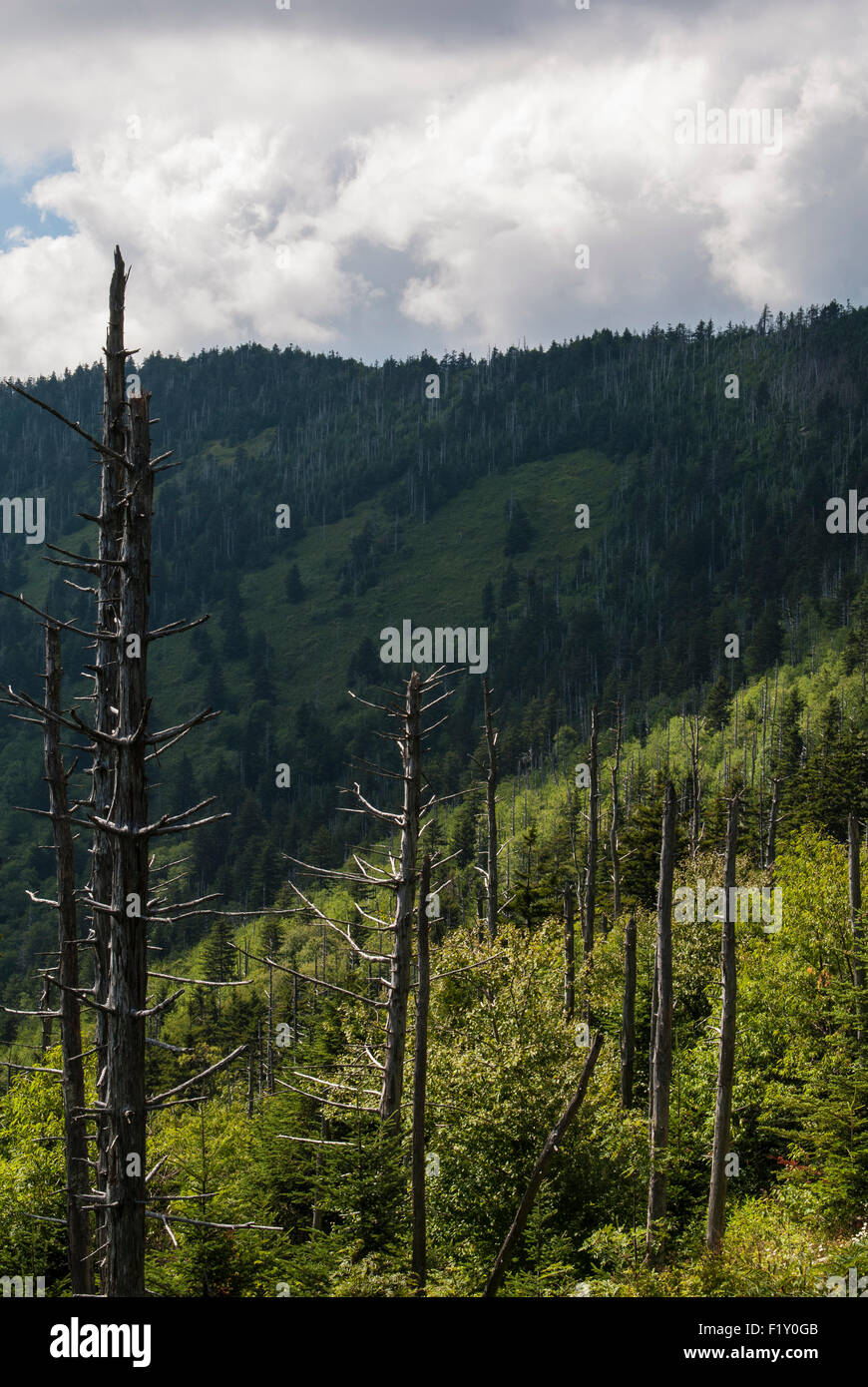 Arbres à Clingmans Dome, Great Smoky Mountains National Park, Texas ...