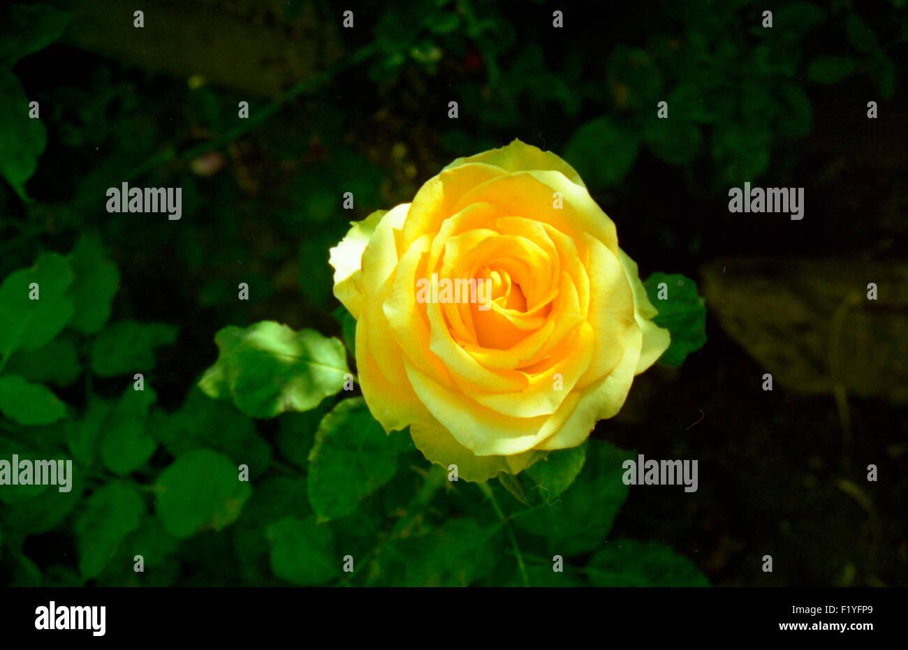 Patrick rose Banque de photographies et d’images à haute résolution - Alamy
