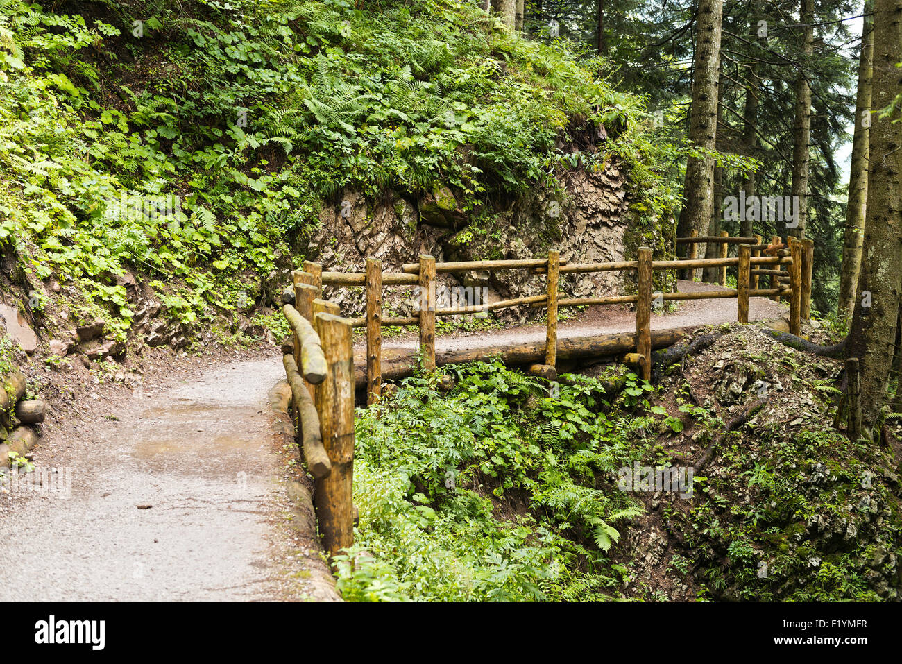 Sentier forestier de montagne Banque de photographies et d’images à ...