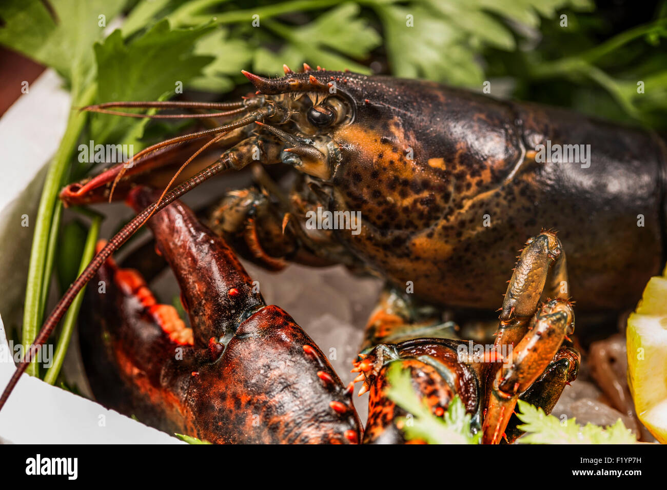 Homard cru Banque de photographies et d’images à haute résolution - Alamy