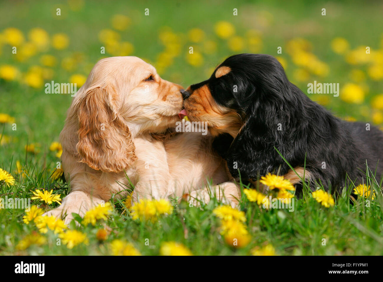 Cocker Spaniel Puppies Banque d'image et photos - Alamy