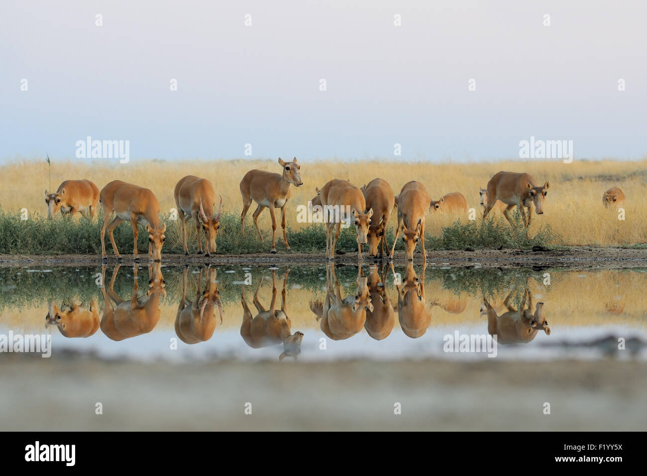 Antilope Femelle Banque d'image et photos - Alamy