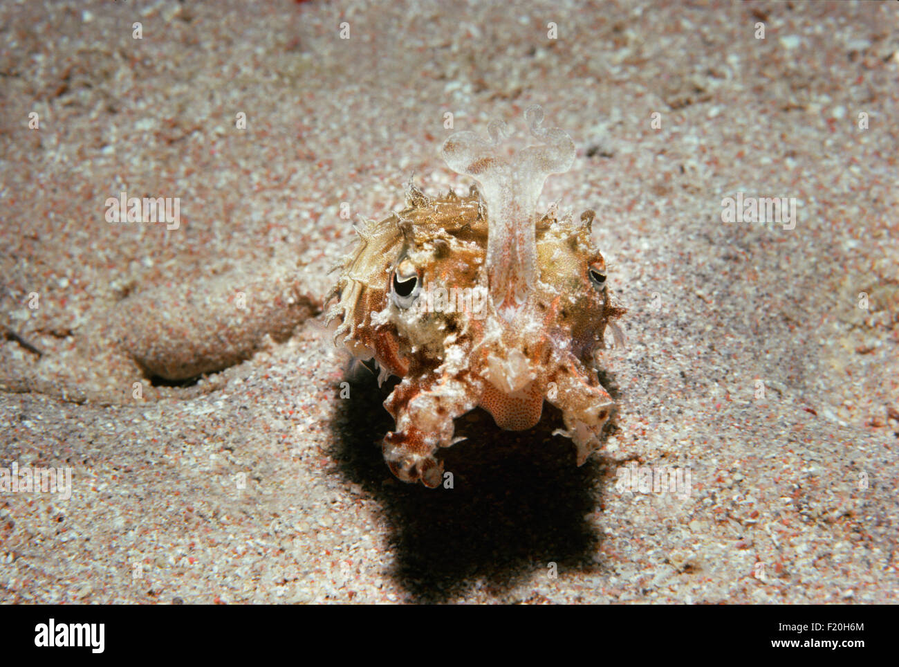 Tentacule de seiche Banque de photographies et d’images à haute ...