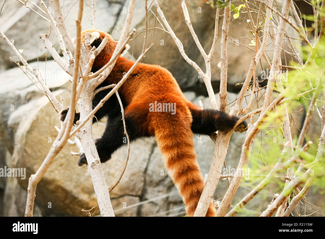 Arbre panda rouge Banque de photographies et d’images à haute ...