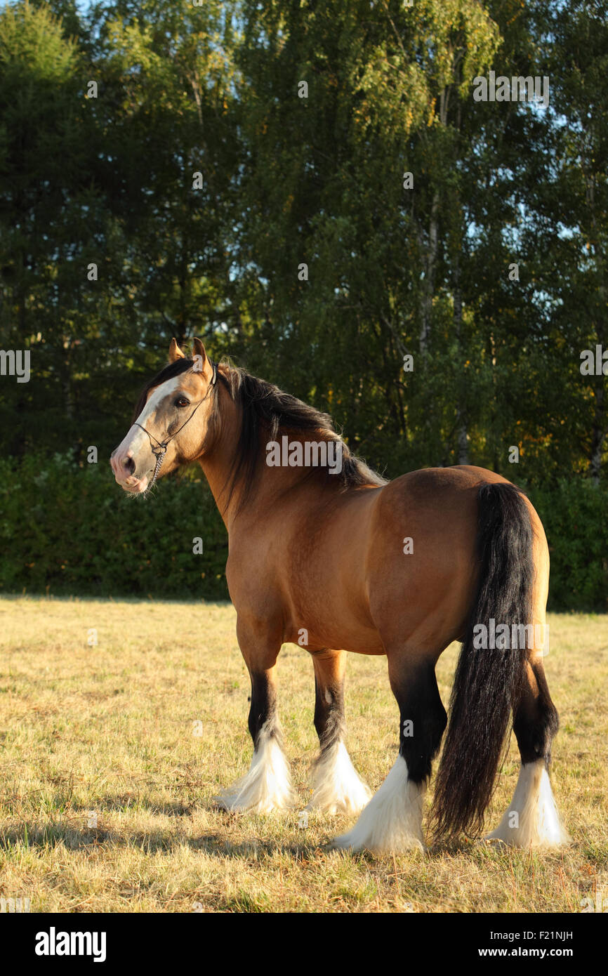 Gypsy cob Banque de photographies et d’images à haute résolution - Alamy