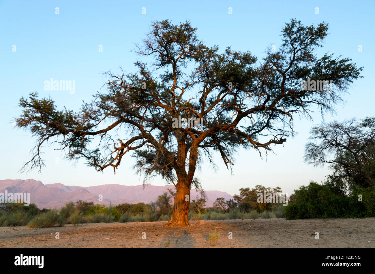 Camel thorn trees kameeldoring Banque de photographies et d’images à ...
