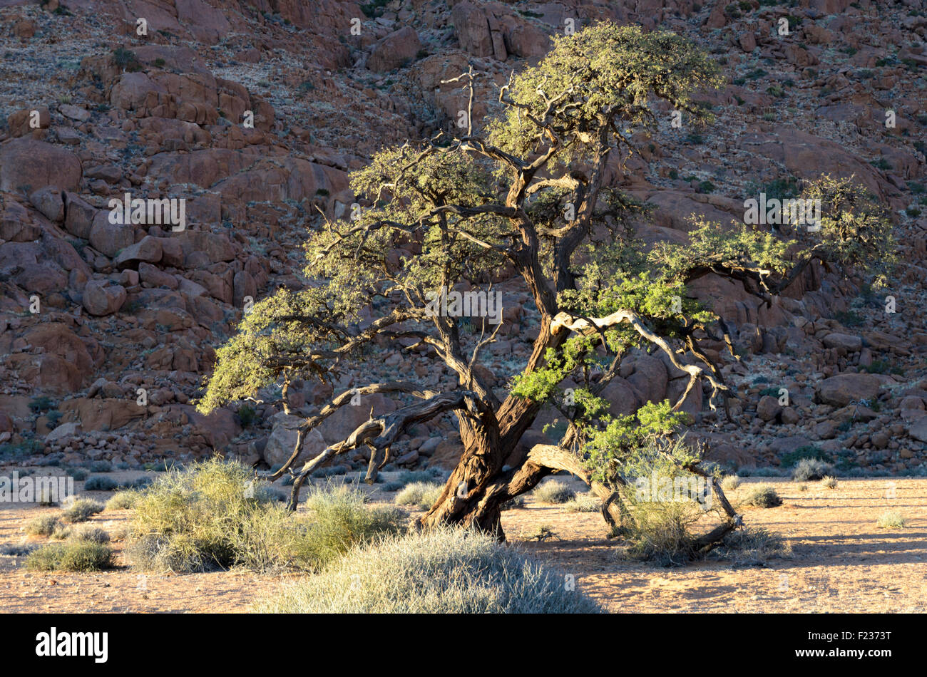 Camel thorn trees kameeldoring Banque de photographies et d’images à ...