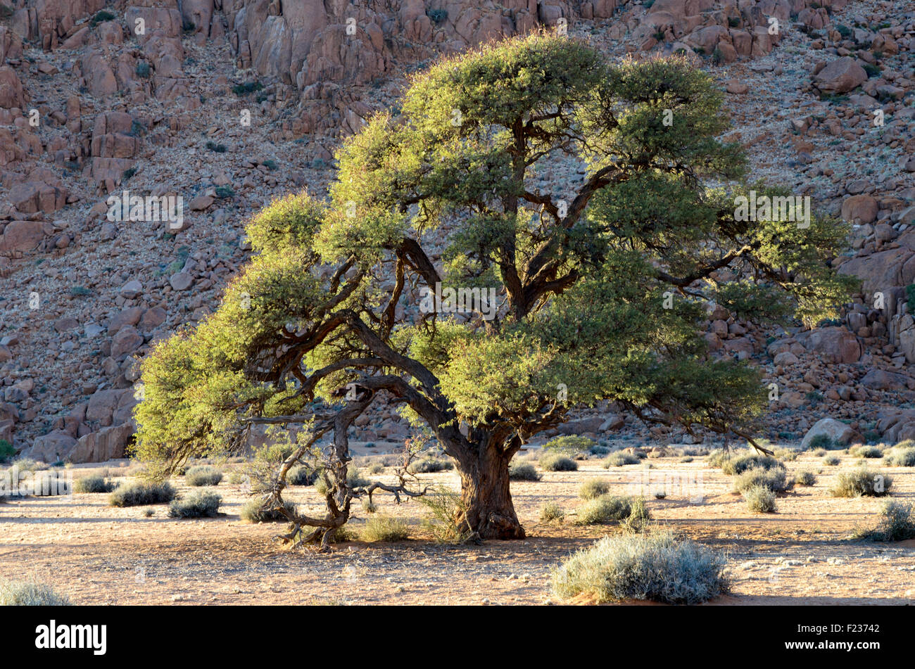 Camel thorn trees kameeldoring Banque de photographies et d’images à ...
