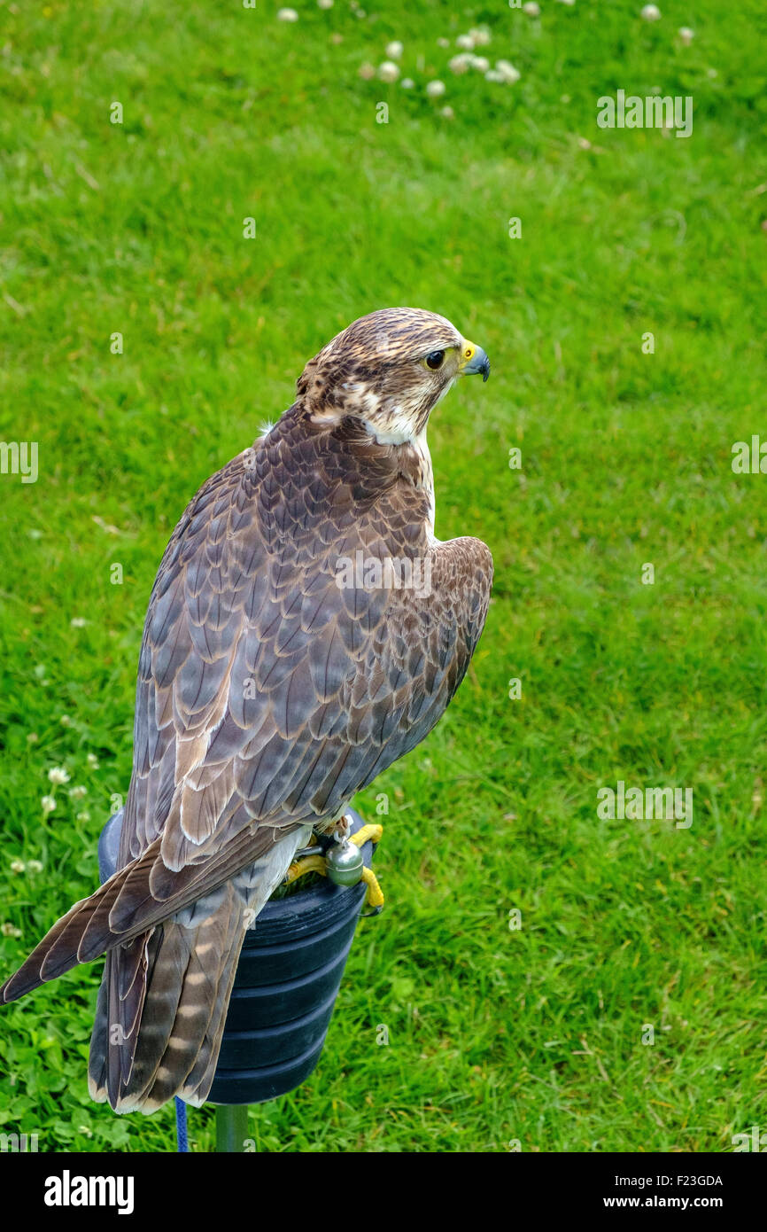 L'autour Des Palombes Banque d'image et photos - Alamy