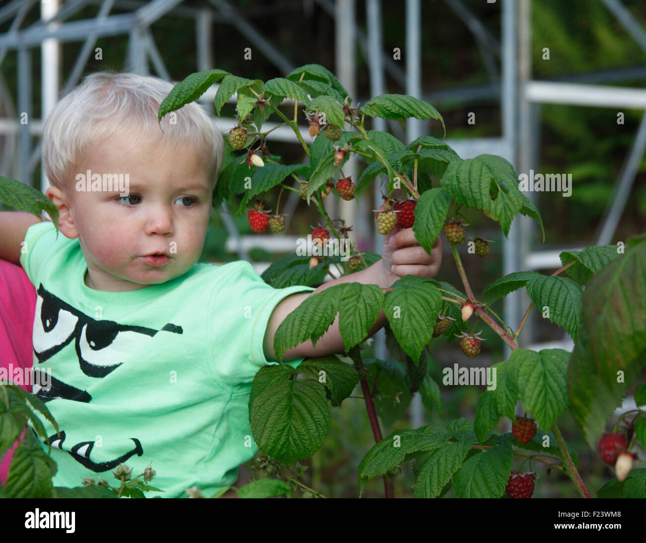 Enfants cueillir des fruits Banque de photographies et d’images à haute ...