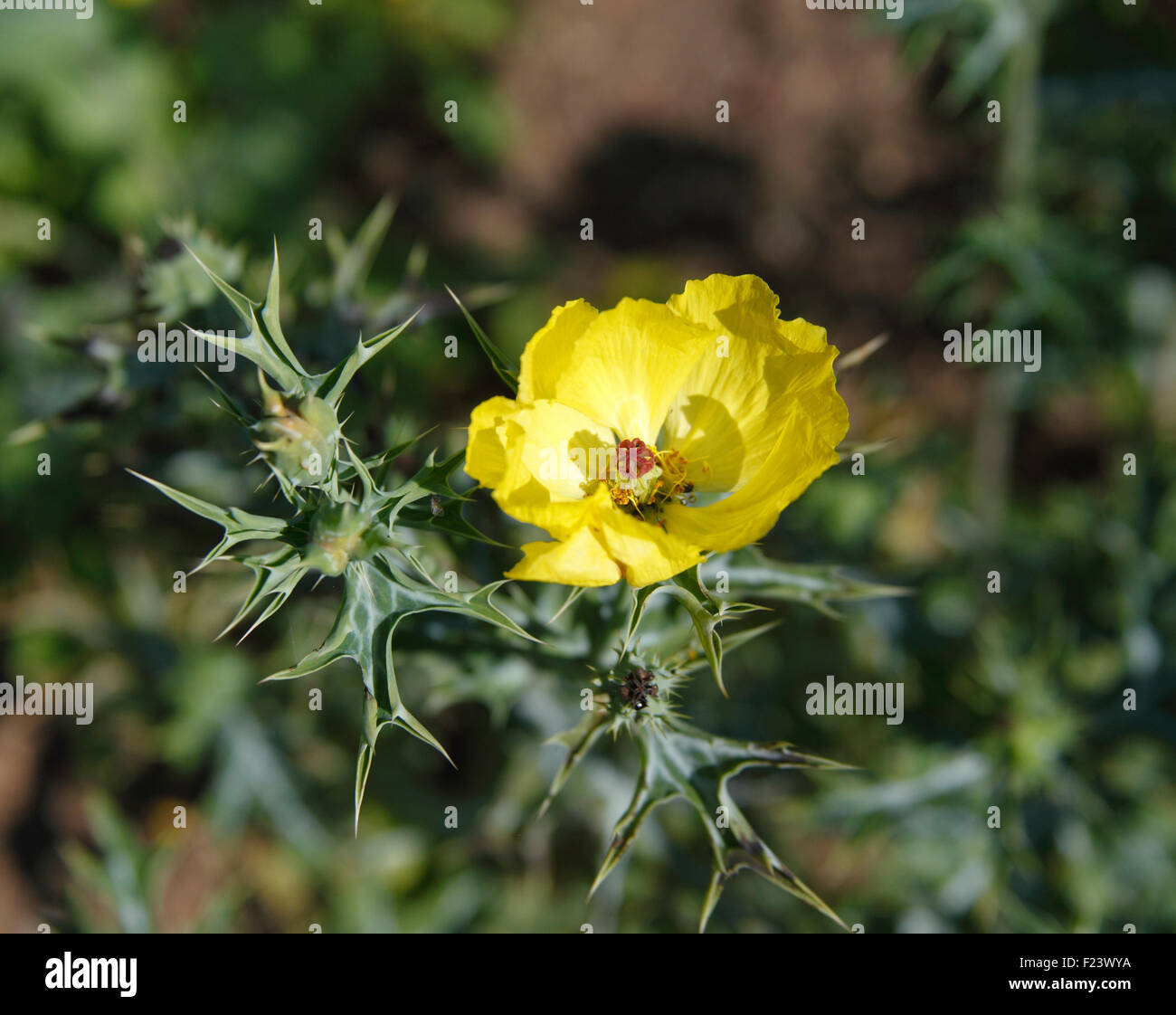 Argemone mexicana Banque de photographies et d’images à haute ...