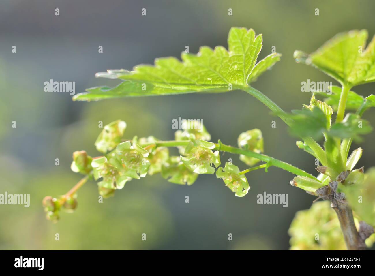 Groseille verte Banque de photographies et d’images à haute résolution ...