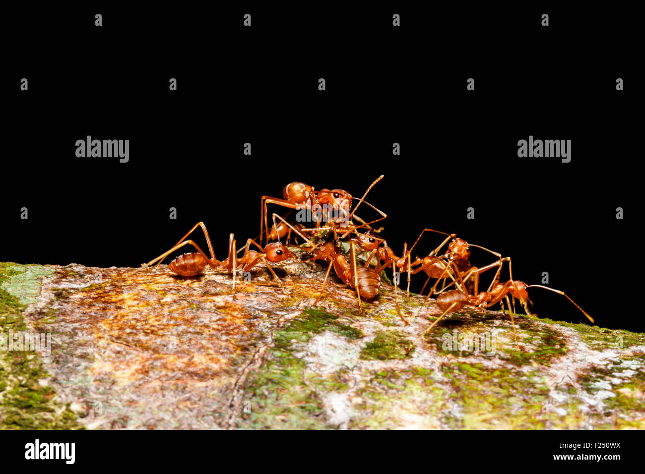 Fourmis rouges Banque de photographies et d’images à haute résolution ...
