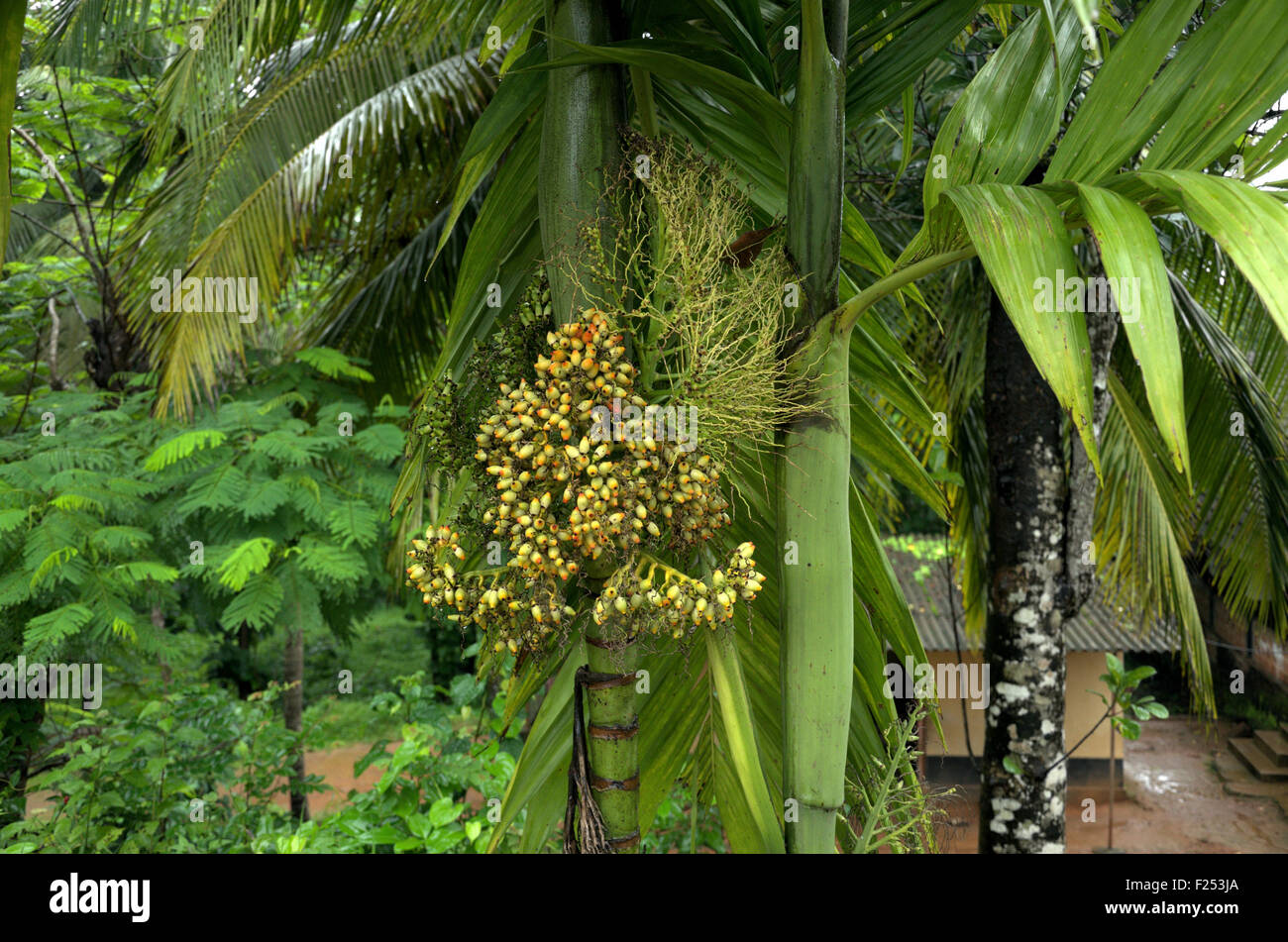 Areca palm fruits areca catechu Banque de photographies et d’images à ...