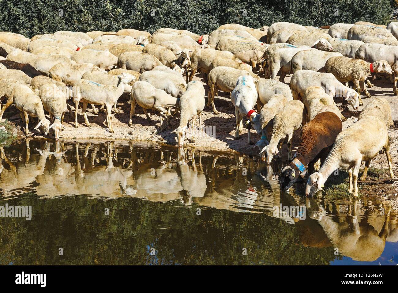 La France, l'Aveyron, Parc Naturel Régional des Grands Causses (parc ...