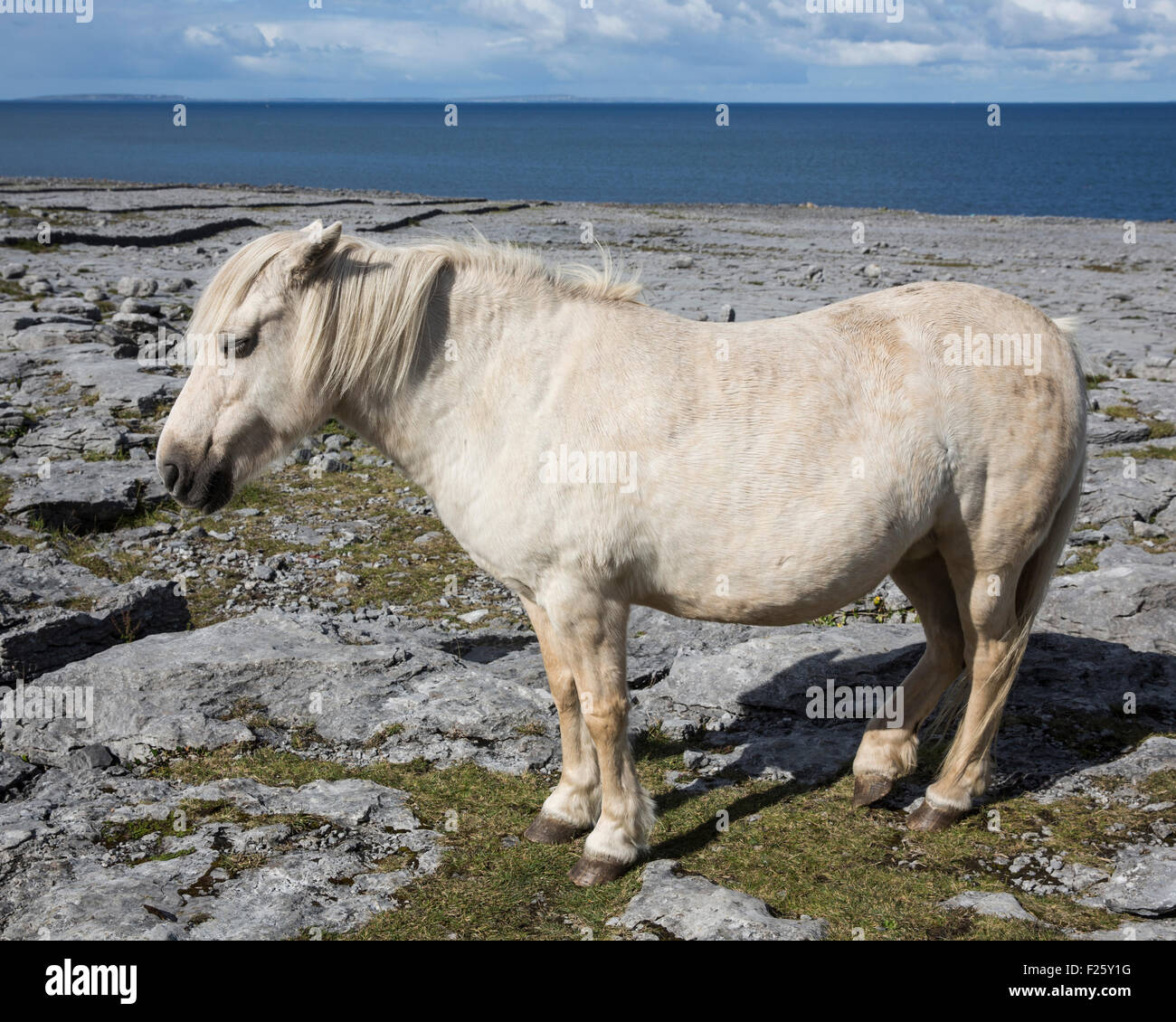 Cheval pie alezan Banque de photographies et d’images à haute ...