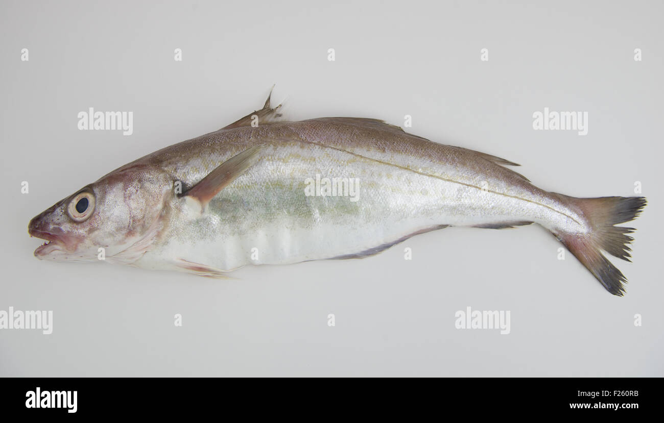 Poisson fond blanc Banque de photographies et d’images à haute ...