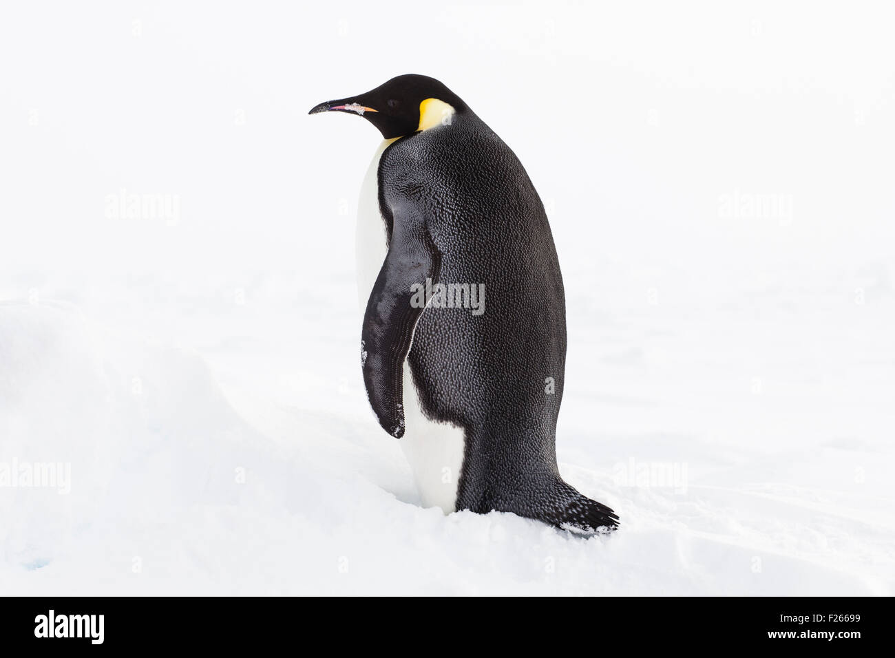 Un manchot empereur permanent Photo Stock - Alamy