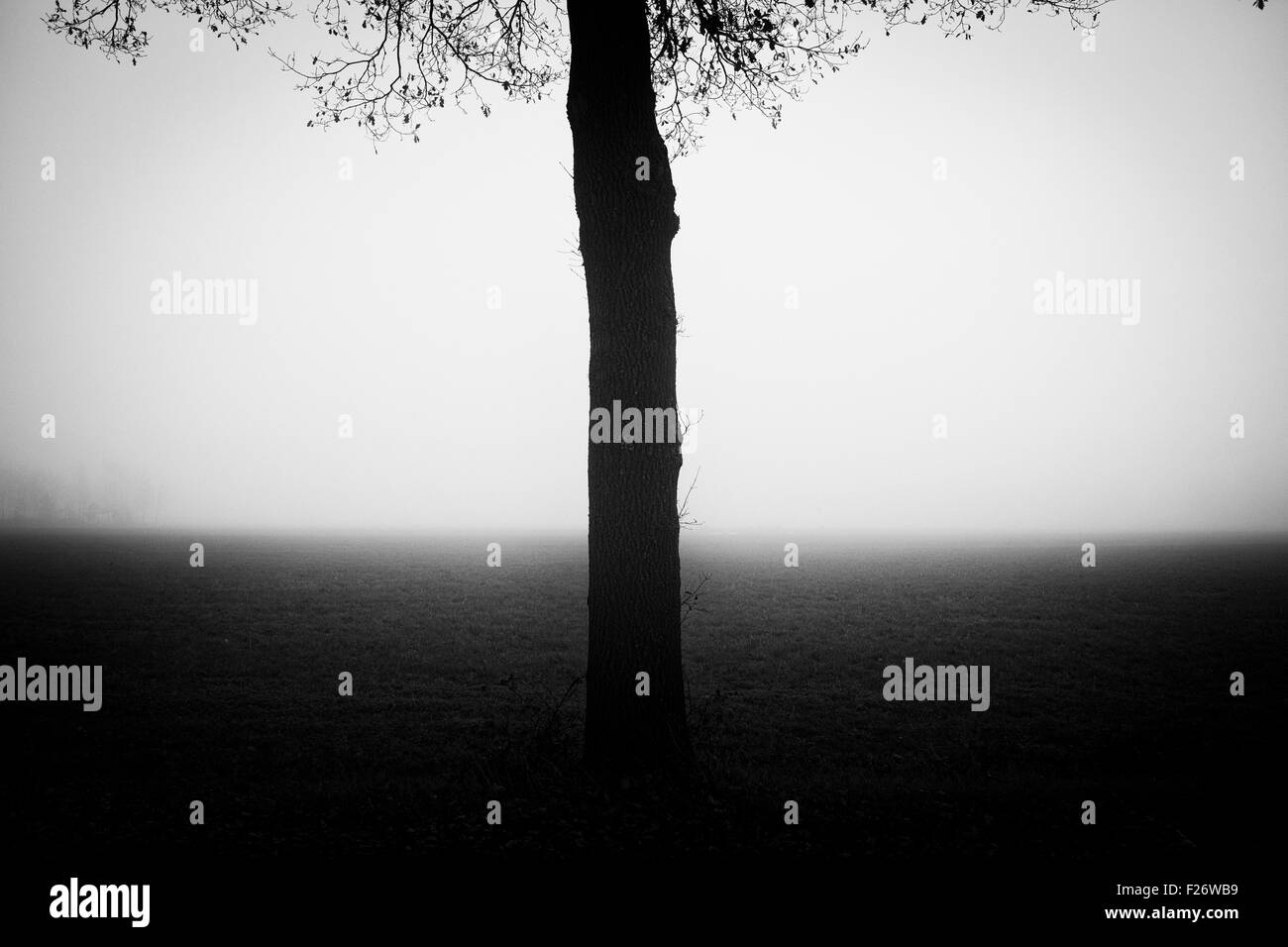 Silhouette d'arbre noir et blanc Banque de photographies et d’images à haute résolution - Alamy