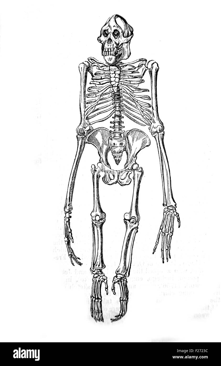 Skeleton of an orangutan Banque de photographies et d’images à haute ...
