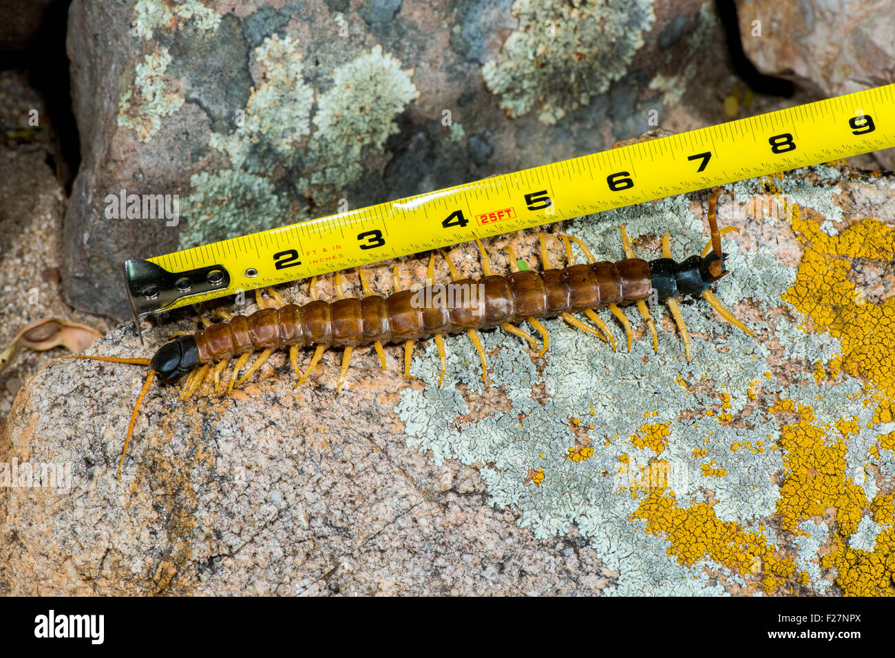 Scolopendre geant Banque de photographies et d’images à haute résolution - Alamy