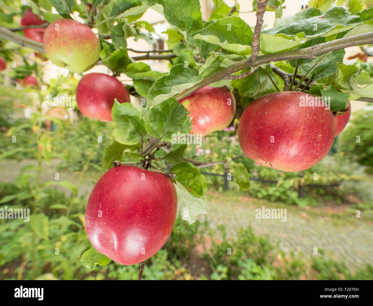 Apfel fruit Banque de photographies et d’images à haute résolution - Alamy