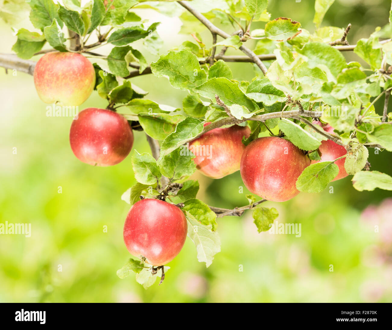 Apfel fruit Banque de photographies et d’images à haute résolution - Alamy