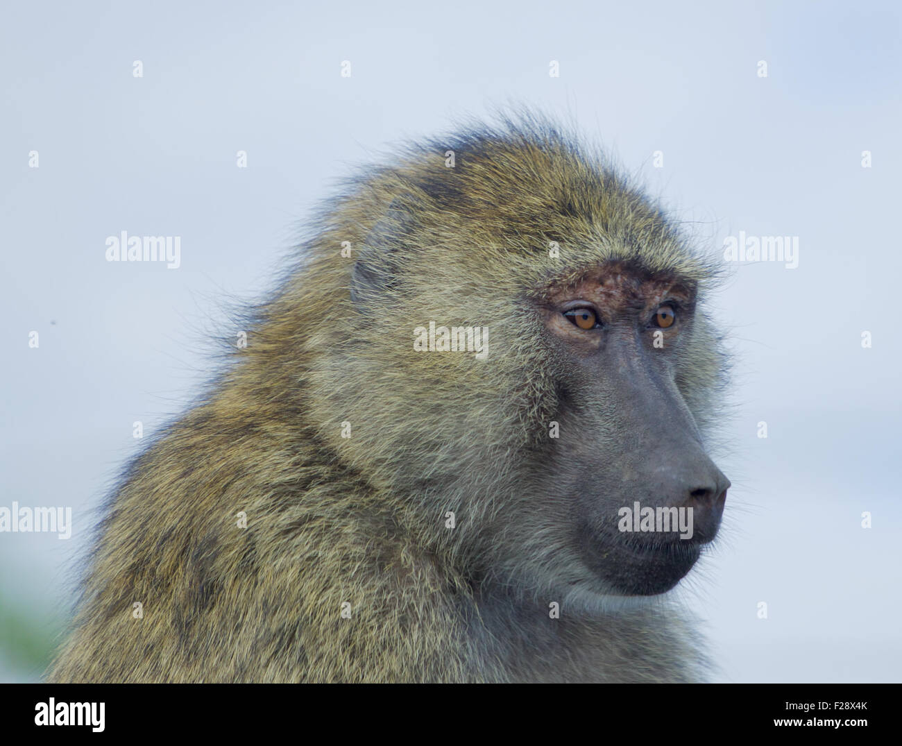 Funny baboon Banque de photographies et d’images à haute résolution - Alamy