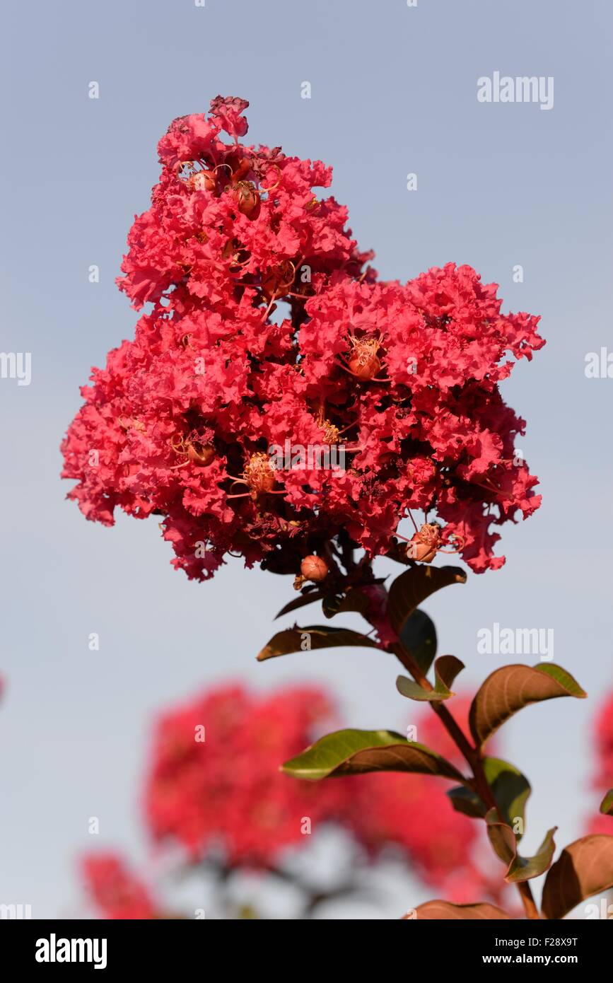 Lagerstroemia lagerstroemia indica Banque de photographies et d’images ...