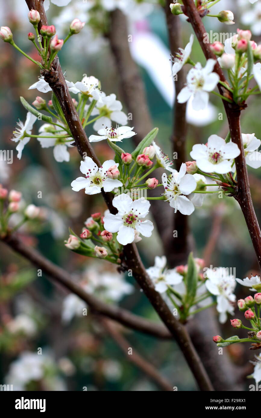 Pyrus calleryana capital Banque de photographies et d’images à haute ...