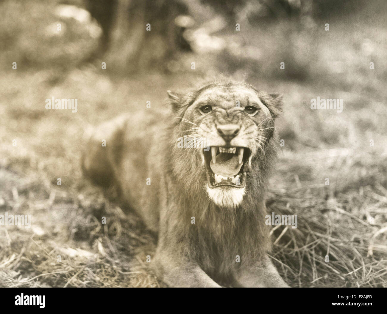 Lions roar Banque de photographies et d’images à haute résolution - Alamy