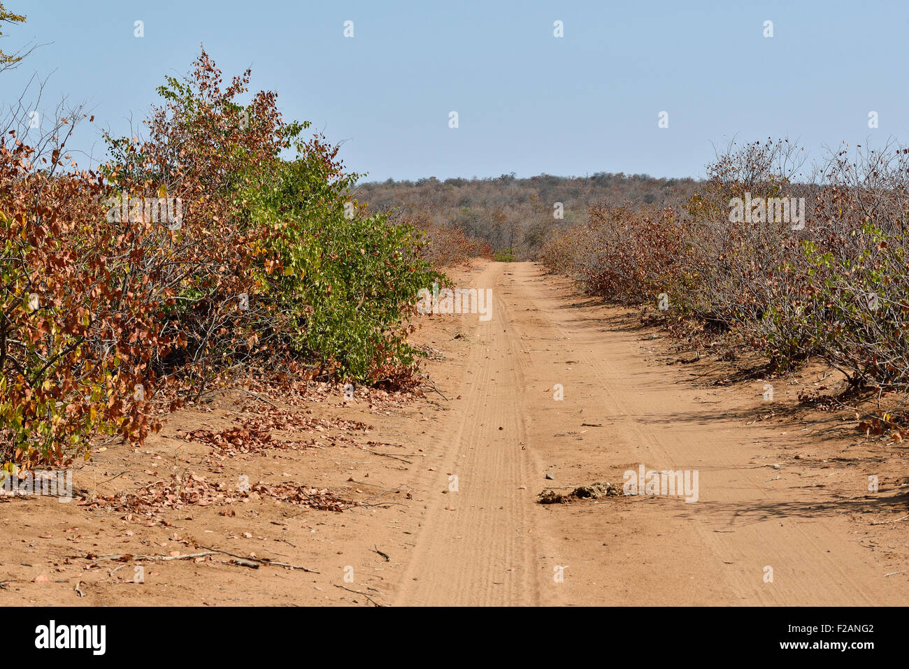 Chemin de terre dans la brousse Banque de photographies et d’images à ...