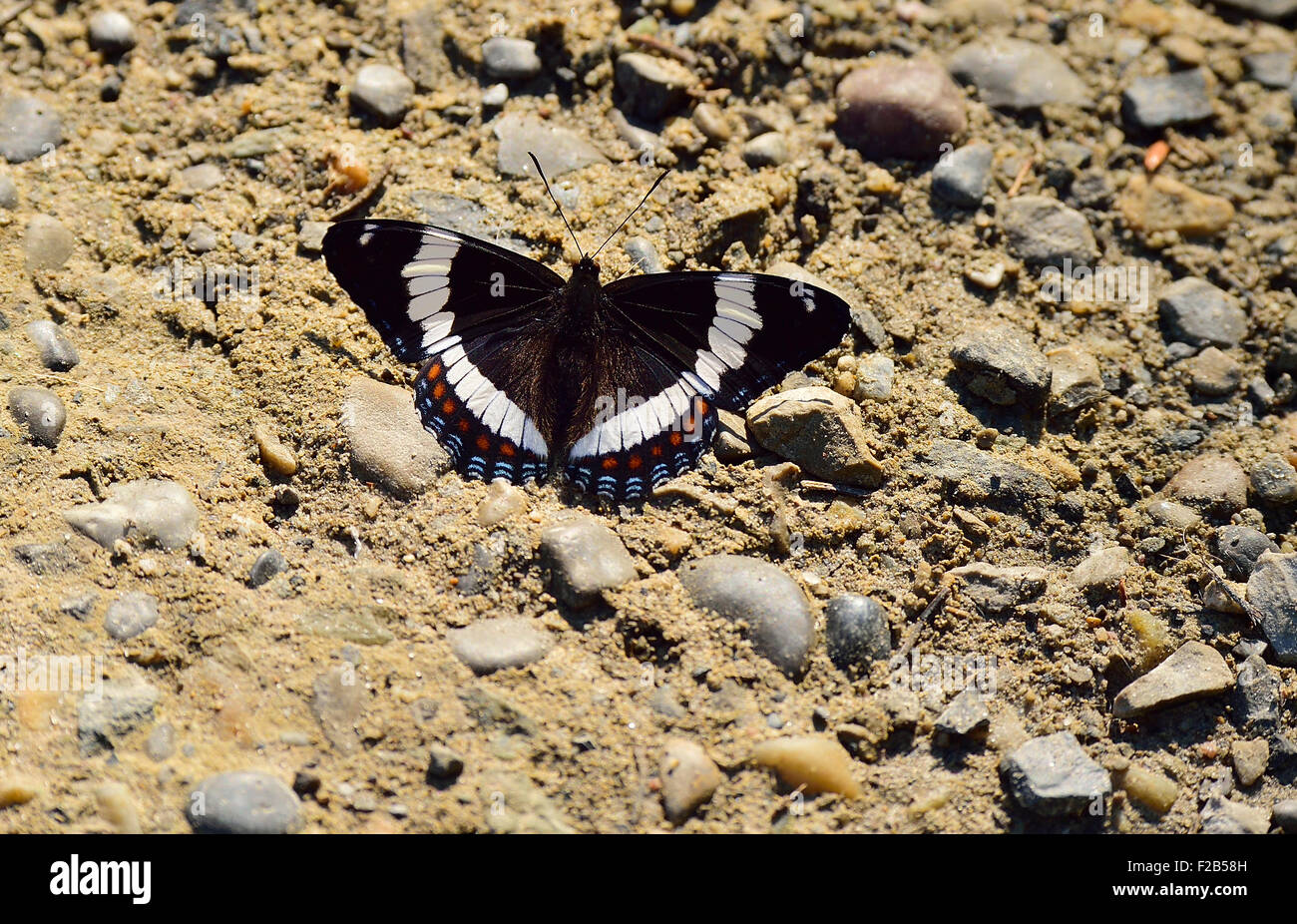Papillon amiral blanc Banque de photographies et d’images à haute ...