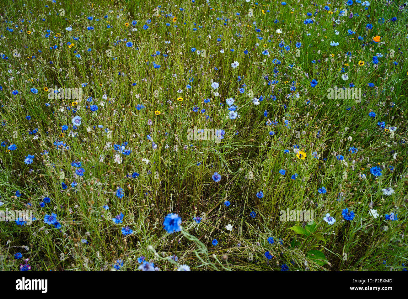 Wild cornflowers Banque de photographies et d’images à haute résolution ...