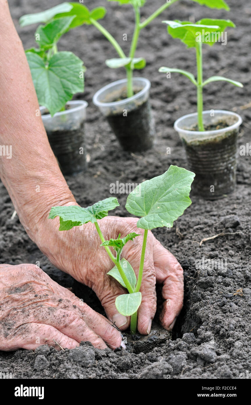 La plantation des semis des agriculteurs un concombre dans le potager ...