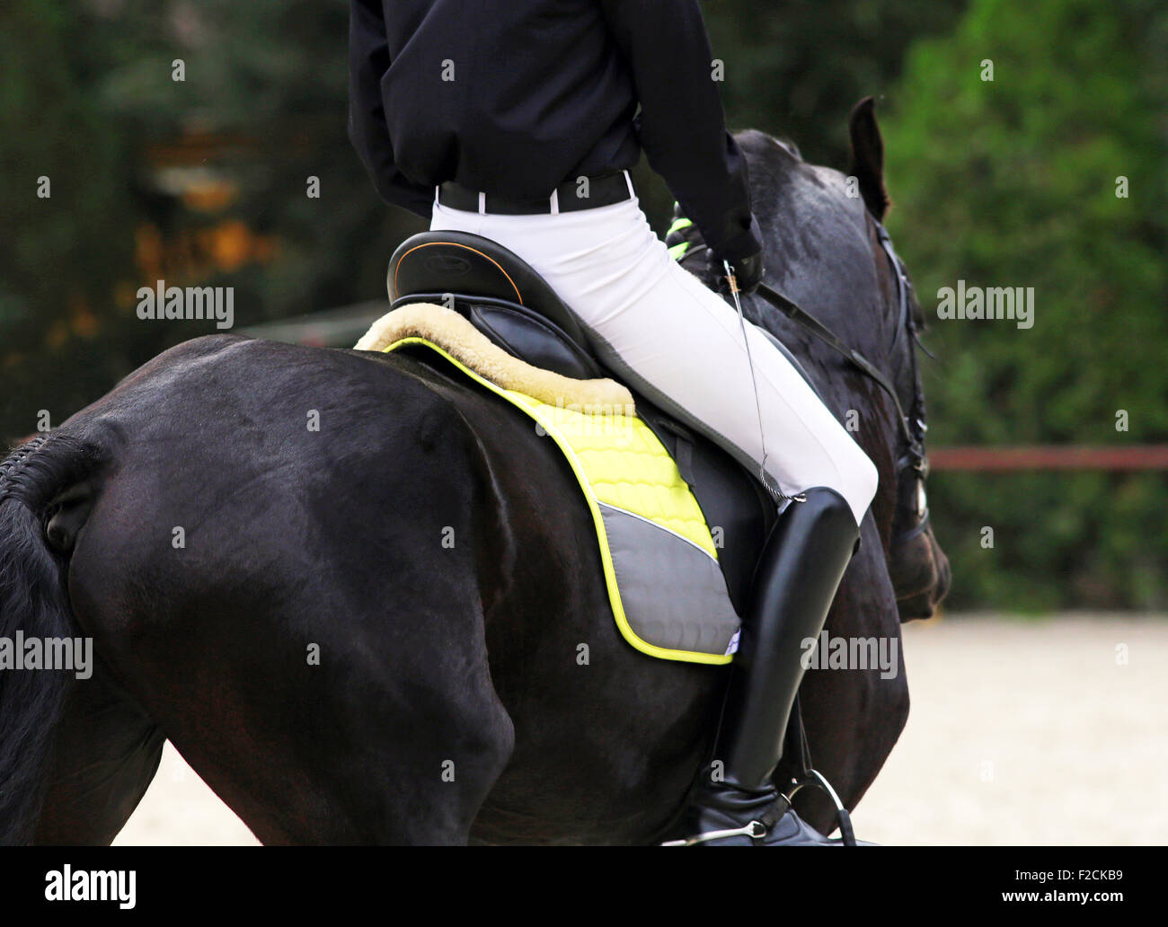 Cheval frison avec cavalier Banque de photographies et d’images à haute ...