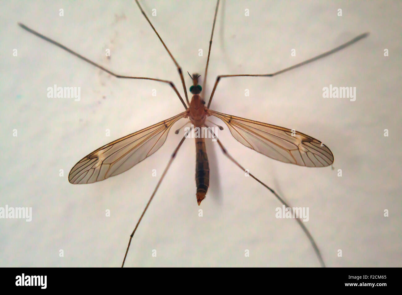 Insecte sur le mur Banque de photographies et d’images à haute ...