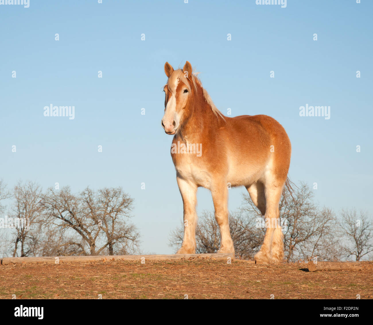Cheval de trait belge Banque de photographies et d’images à haute ...