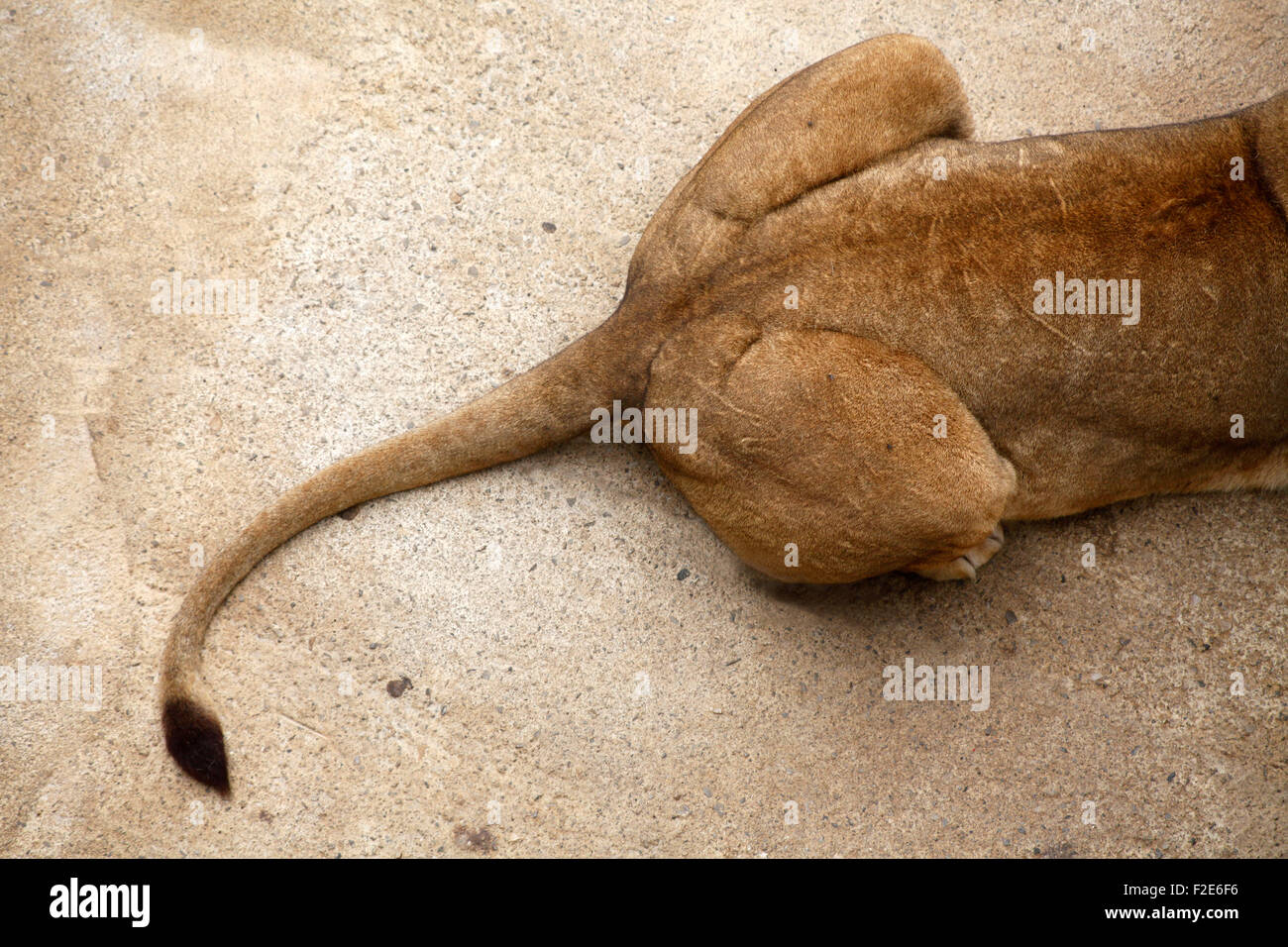Queue de lion Banque de photographies et d’images à haute résolution ...