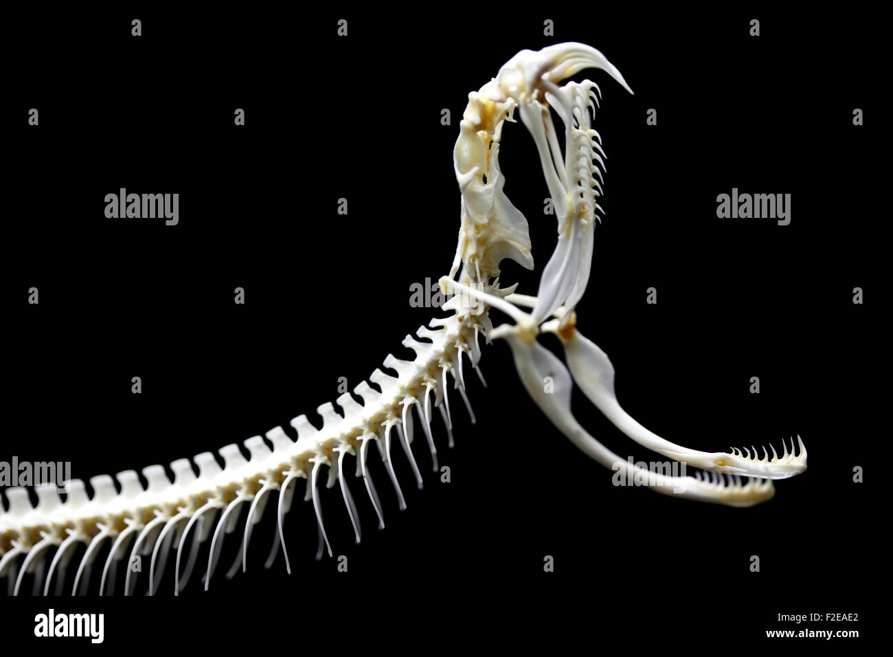 Squelette de serpent Banque de photographies et d’images à haute ...
