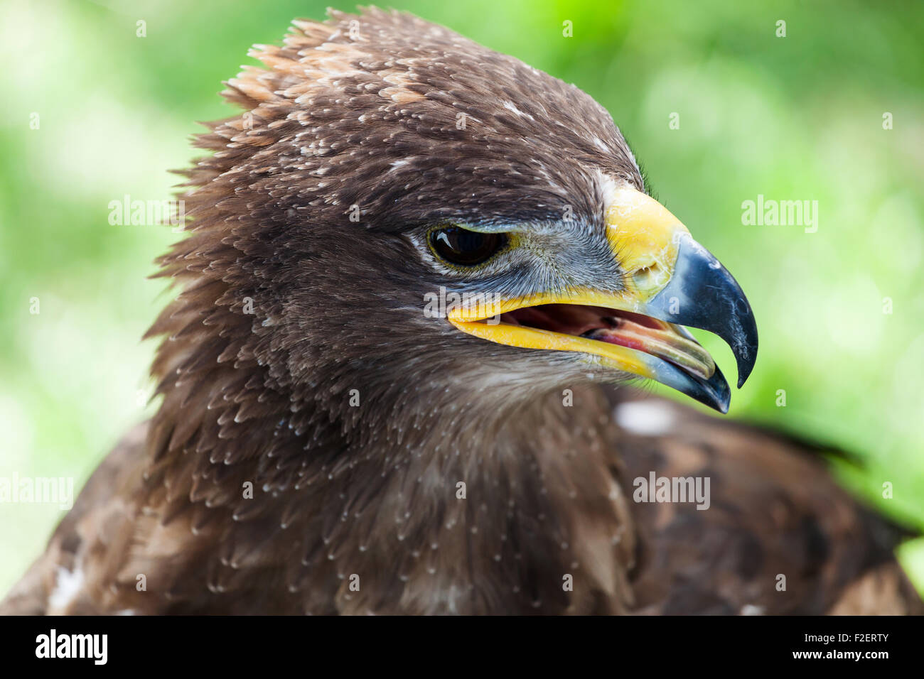 Gros plan de la tête d'un aigle royal Banque D'Images, Photo Stock ... Gros plan de la tête d'un aigle royal Banque D'Images, Photo Stock ...