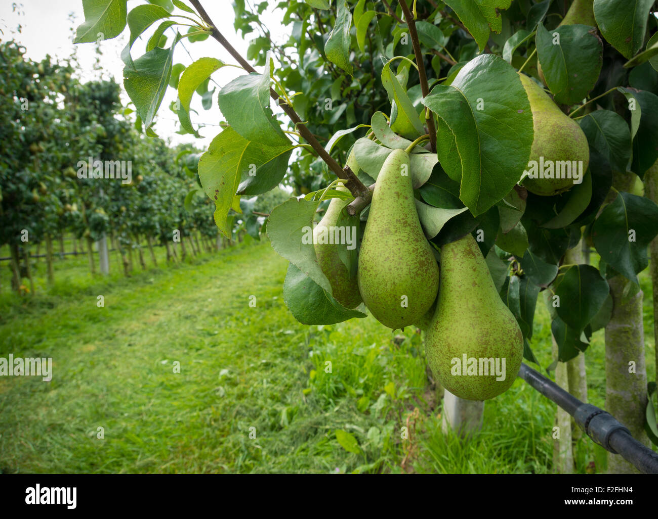 Verger De Poiriers Banque d'image et photos - Alamy